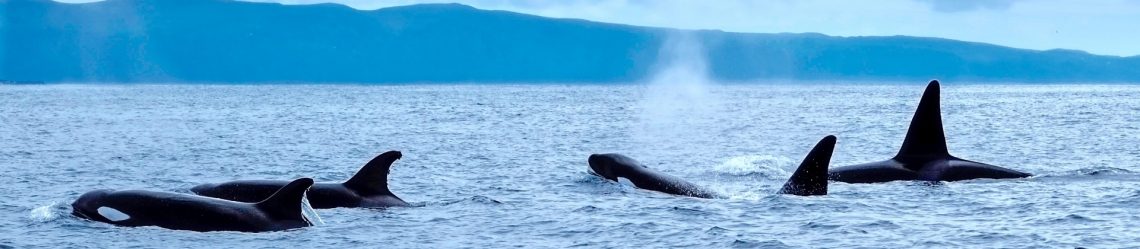 Beste Resezeit Azoren - Alle Infos zum Klima & Wetter der Inselgruppe